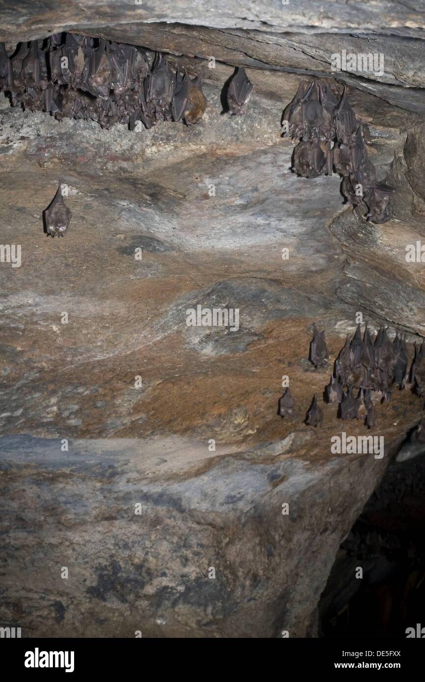 Colony bats clinging cave ceiling hi-res stock photography and images ...