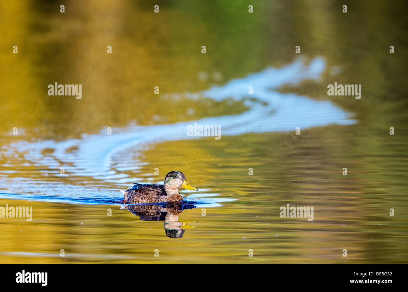 Mallard tracks hi-res stock photography and images - Alamy