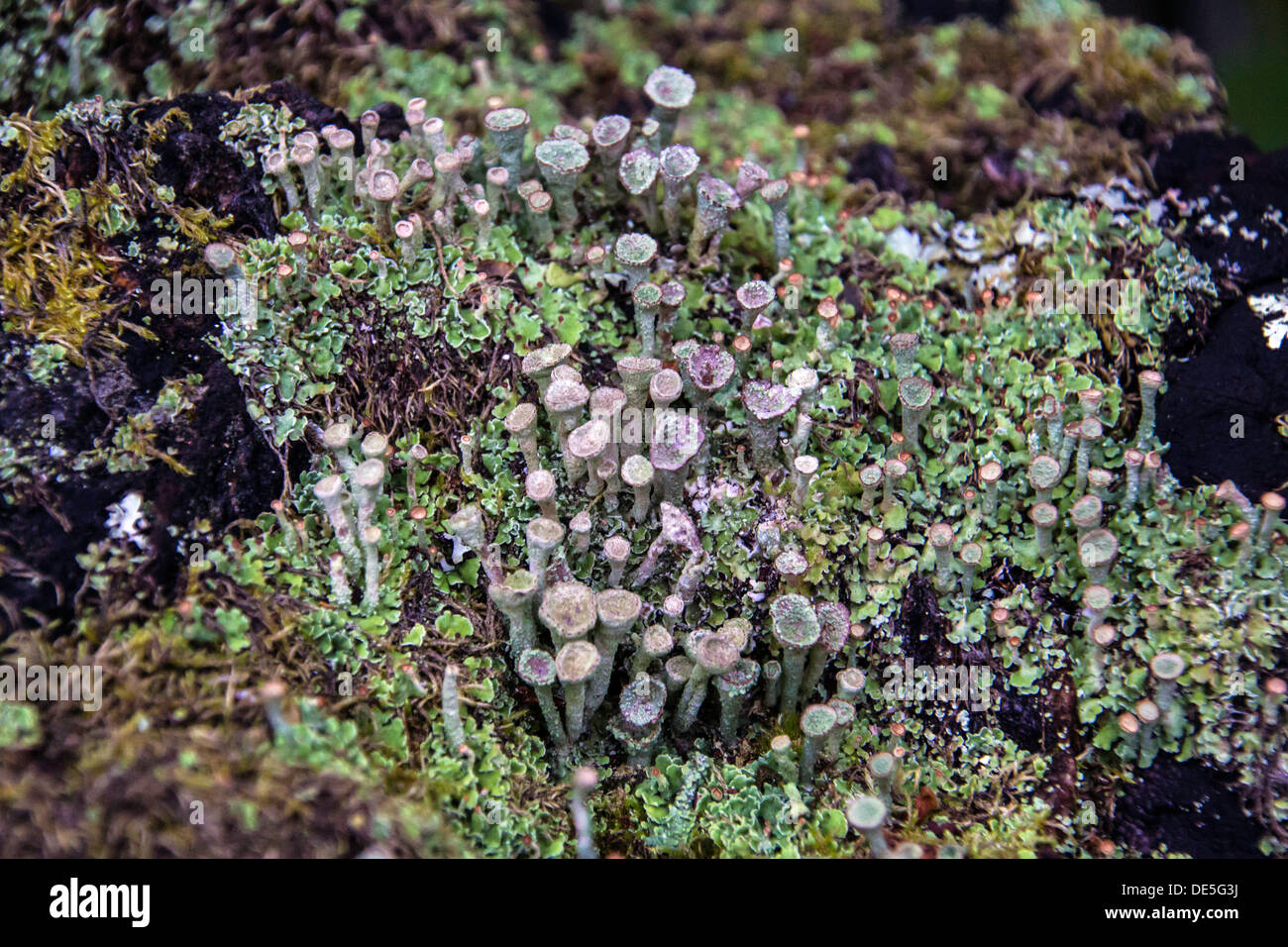trumpet-like lichens, cladonia fimbriata Stock Photo - Alamy