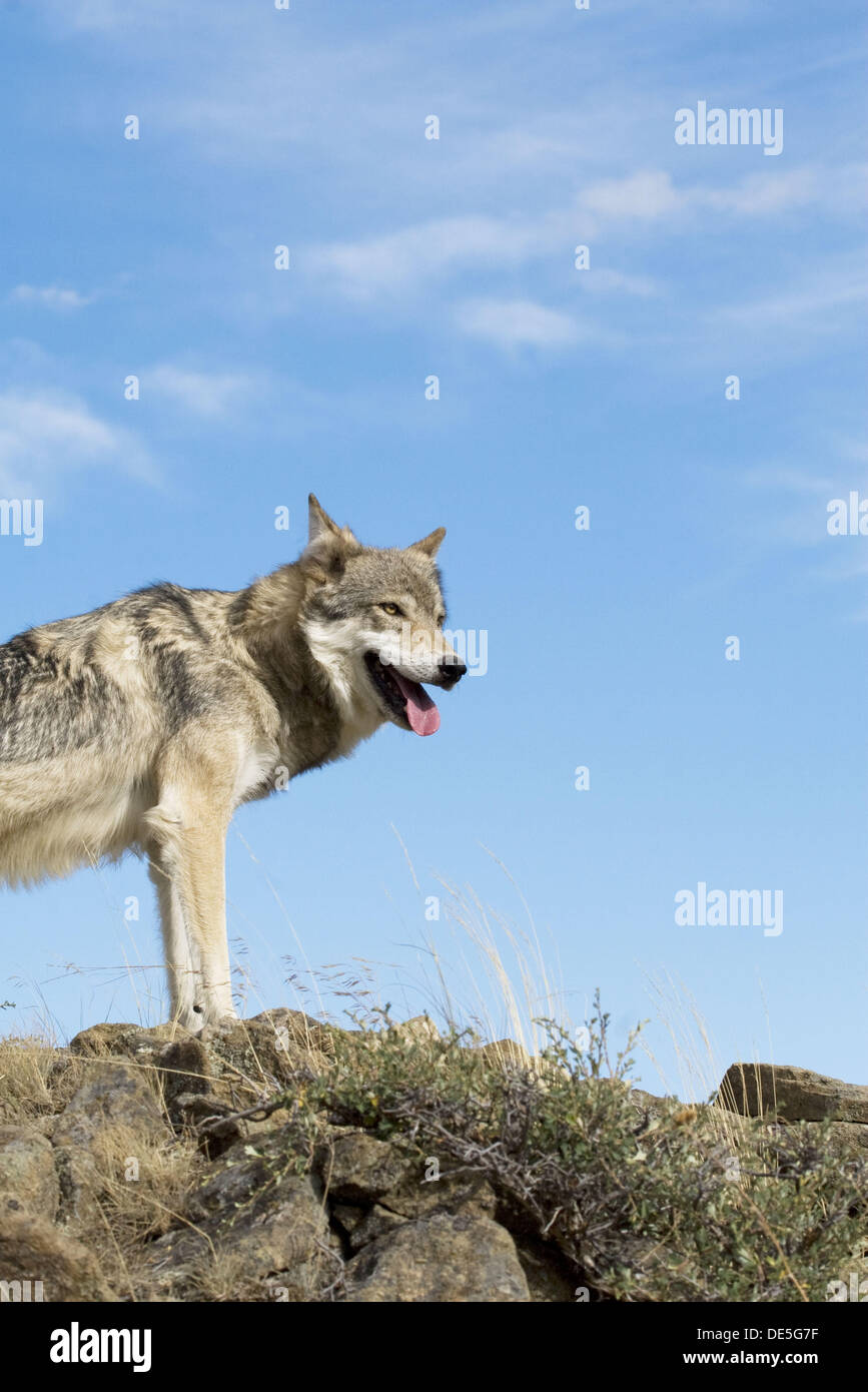 Rocky Mountain Gray Wolf Stock Photos & Rocky Mountain Gray Wolf Stock ...