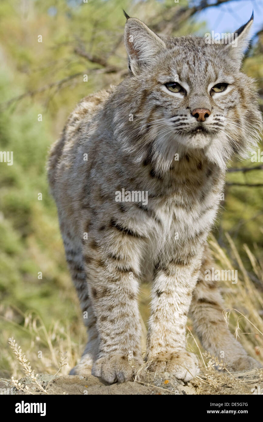 Adult Bobcat sits on a rocky ledge during the heat of summer Sepia ...