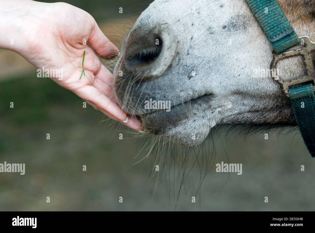 Hand feeding a mule Stock Photo - Alamy
