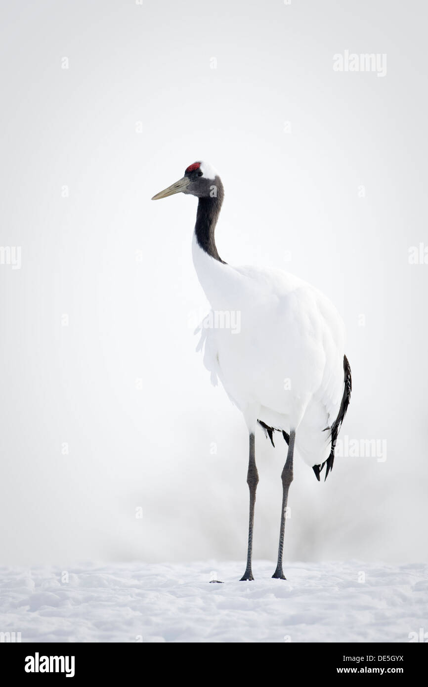 Crowned crane standing hi-res stock photography and images - Alamy