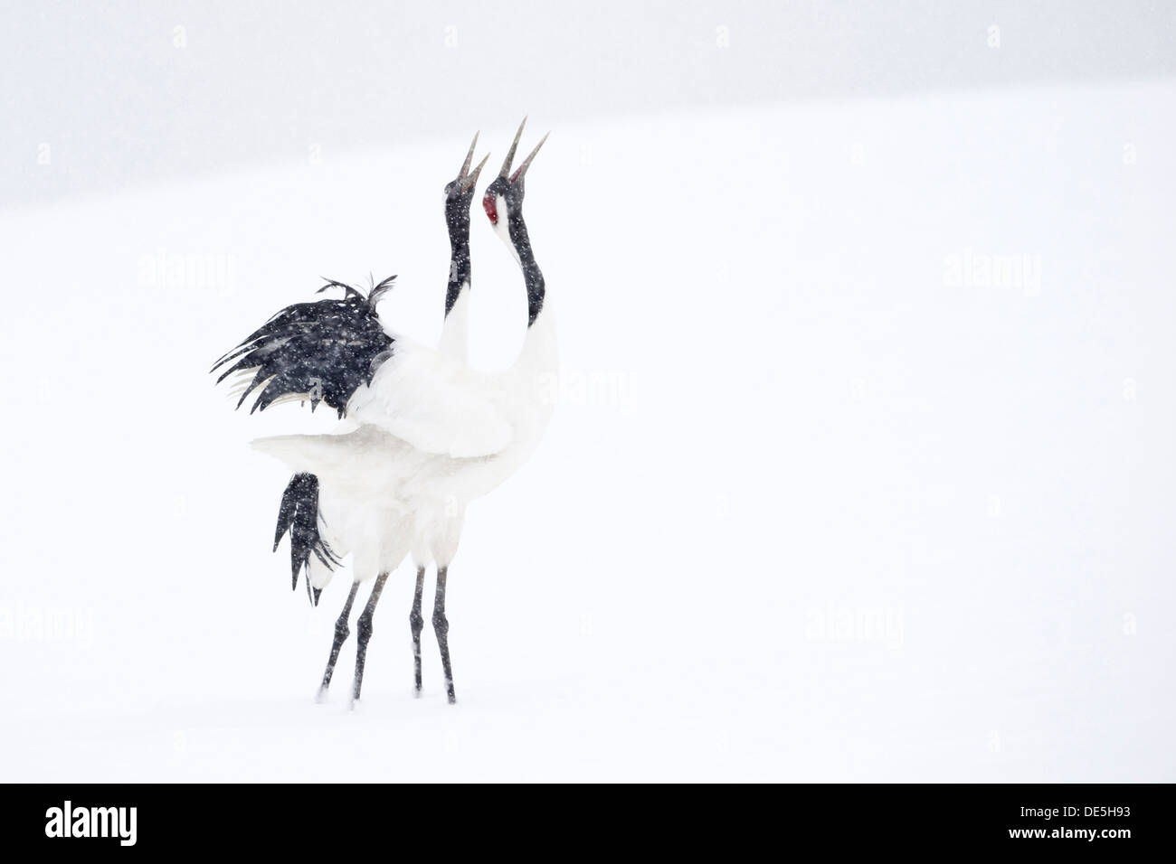 Red crowned crane japanese hi-res stock photography and images - Alamy