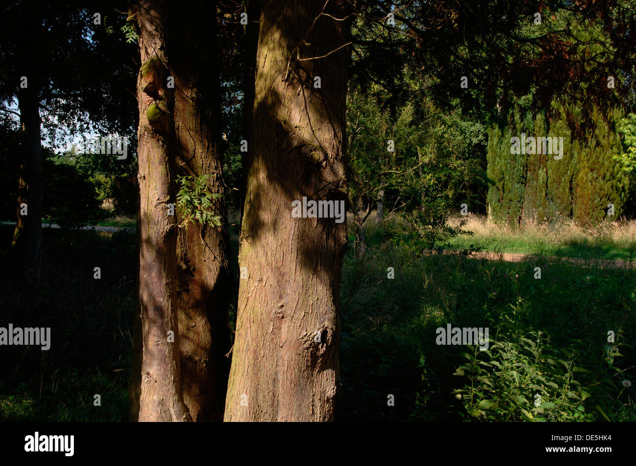 Healthy tree trunks hi-res stock photography and images - Alamy