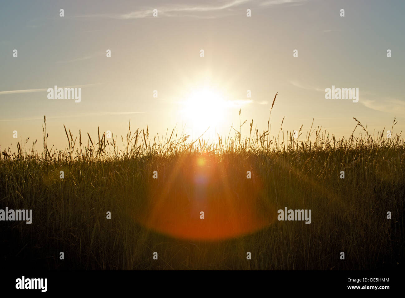 Dike plant hi-res stock photography and images - Alamy