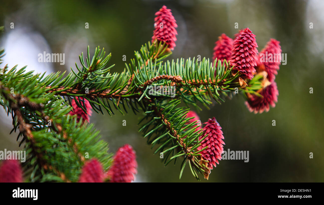 Red chestnut tree hi-res stock photography and images - Alamy