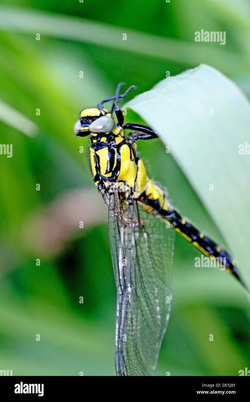 Gomphus Simillimus High Resolution Stock Photography and Images - Alamy