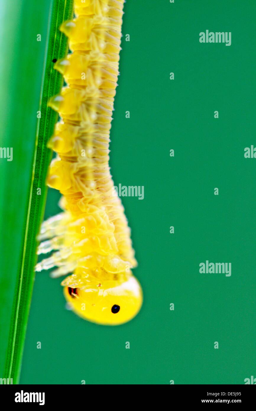 Exposed caterpillar hi-res stock photography and images - Alamy