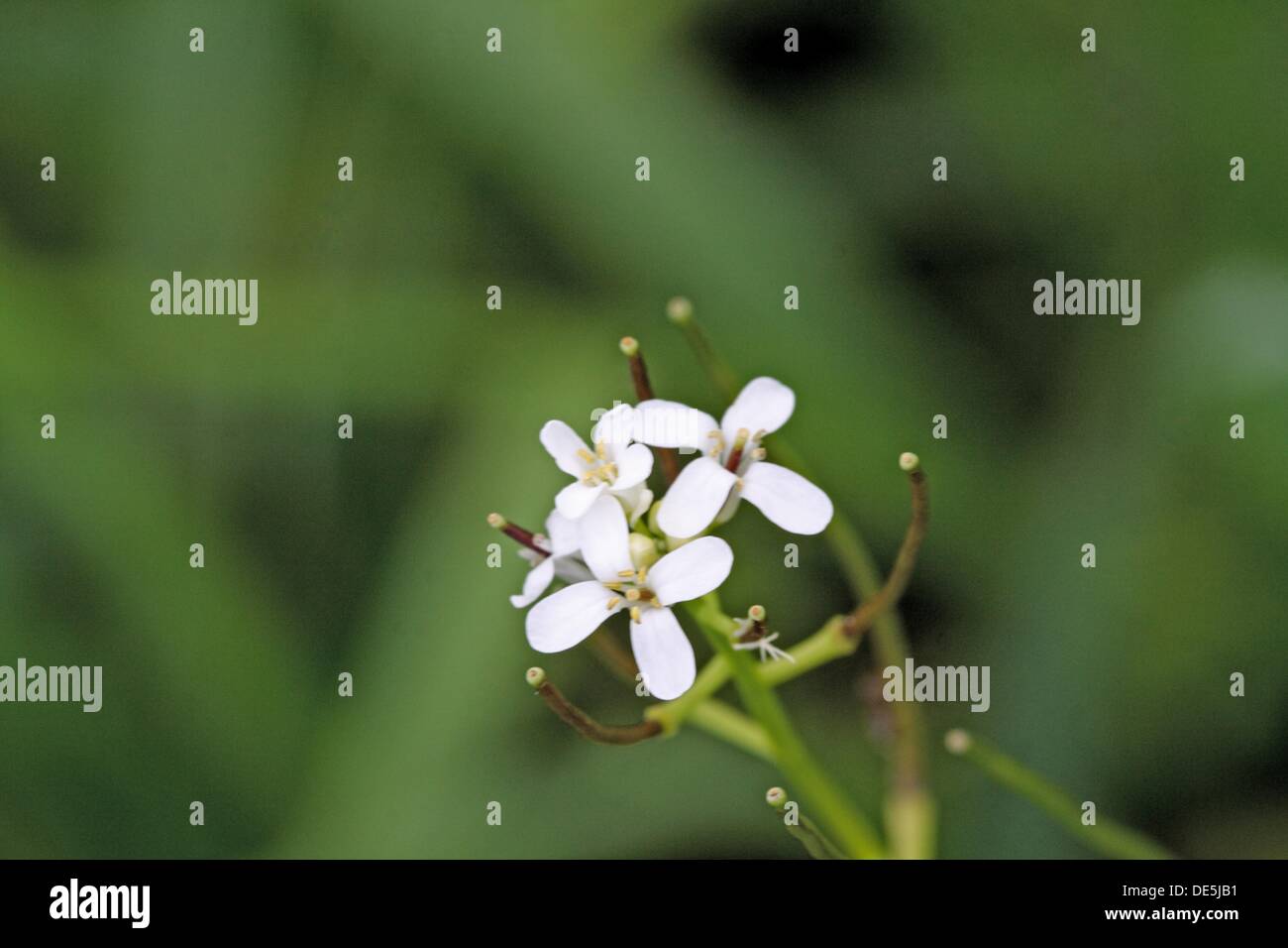 Wild white charlock hi-res stock photography and images - Alamy