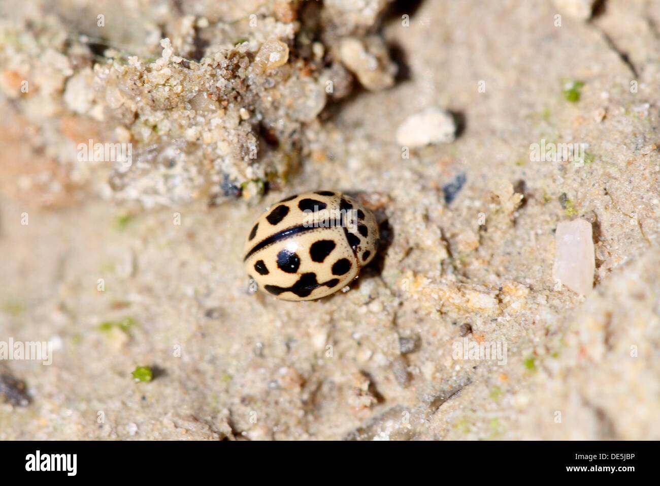 16-spot Ladybird, Tytthaspis sedecimpunctata, Small tan ladybird with ...