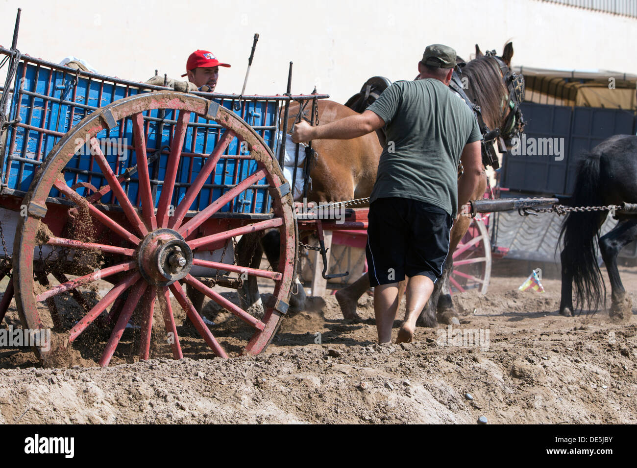 Weight dragging horses Championship in Moncada, Valencia, Spain Stock ...