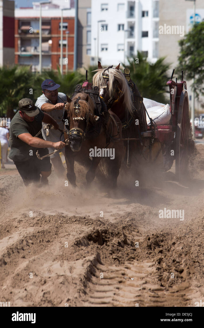 Weight dragging horses Championship in Moncada, Valencia, Spain Stock ...