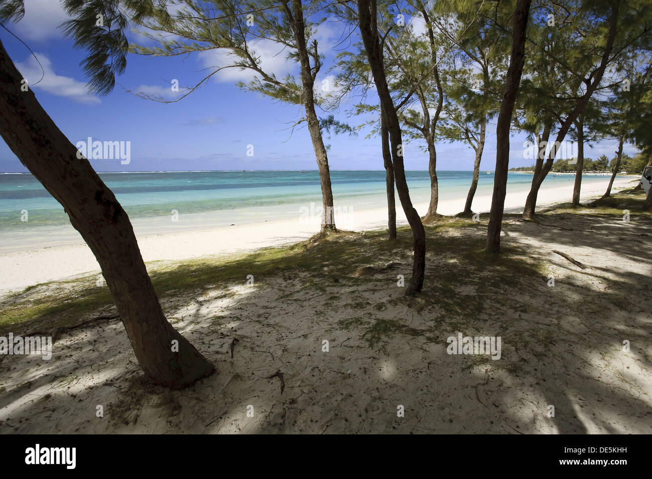 Casuarina equisetifolia hi-res stock photography and images - Alamy