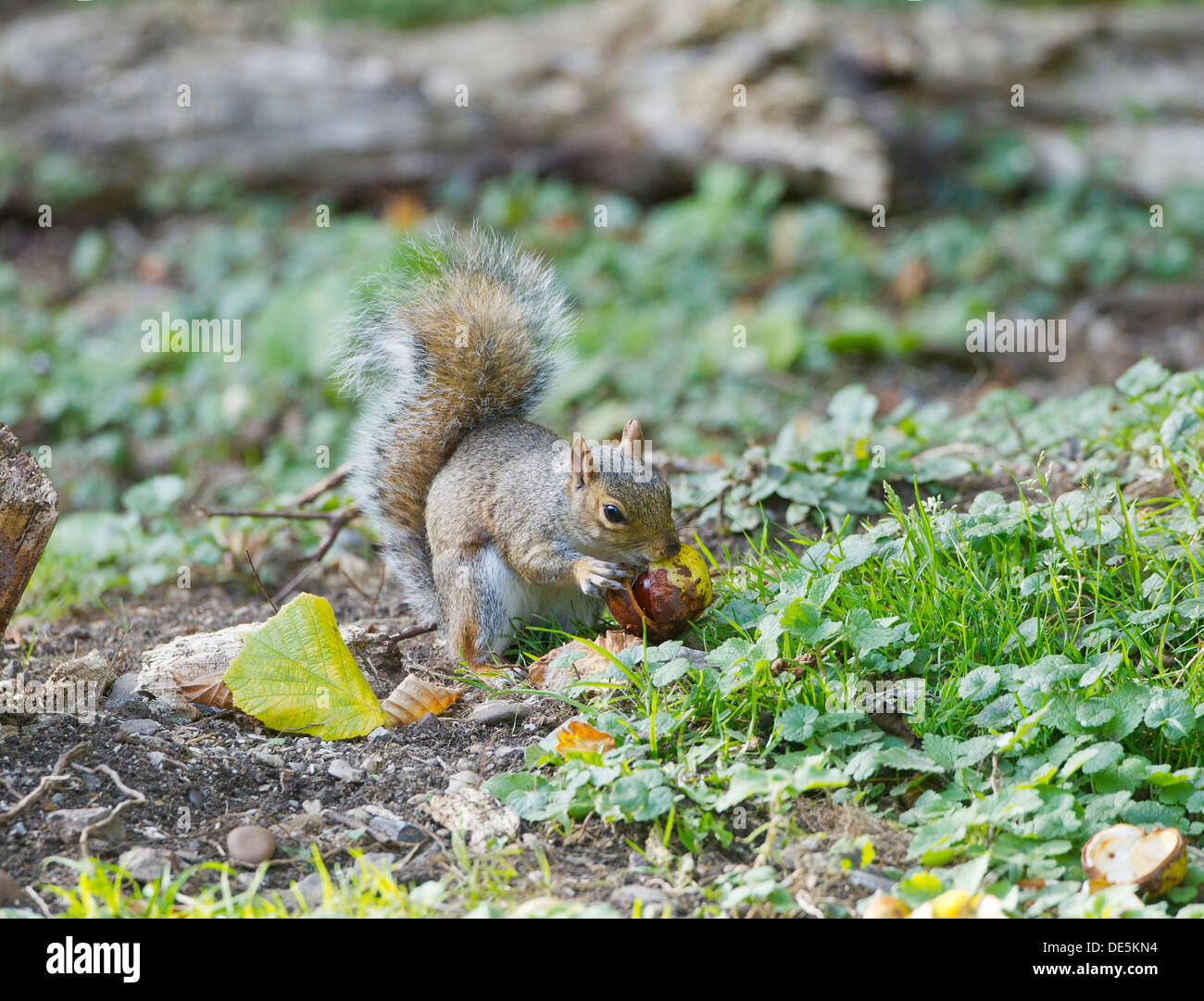 Grey squirrel eating plum hi-res stock photography and images - Alamy