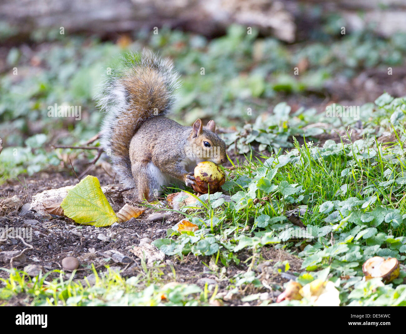 Rat eating peanuts hi-res stock photography and images - Alamy
