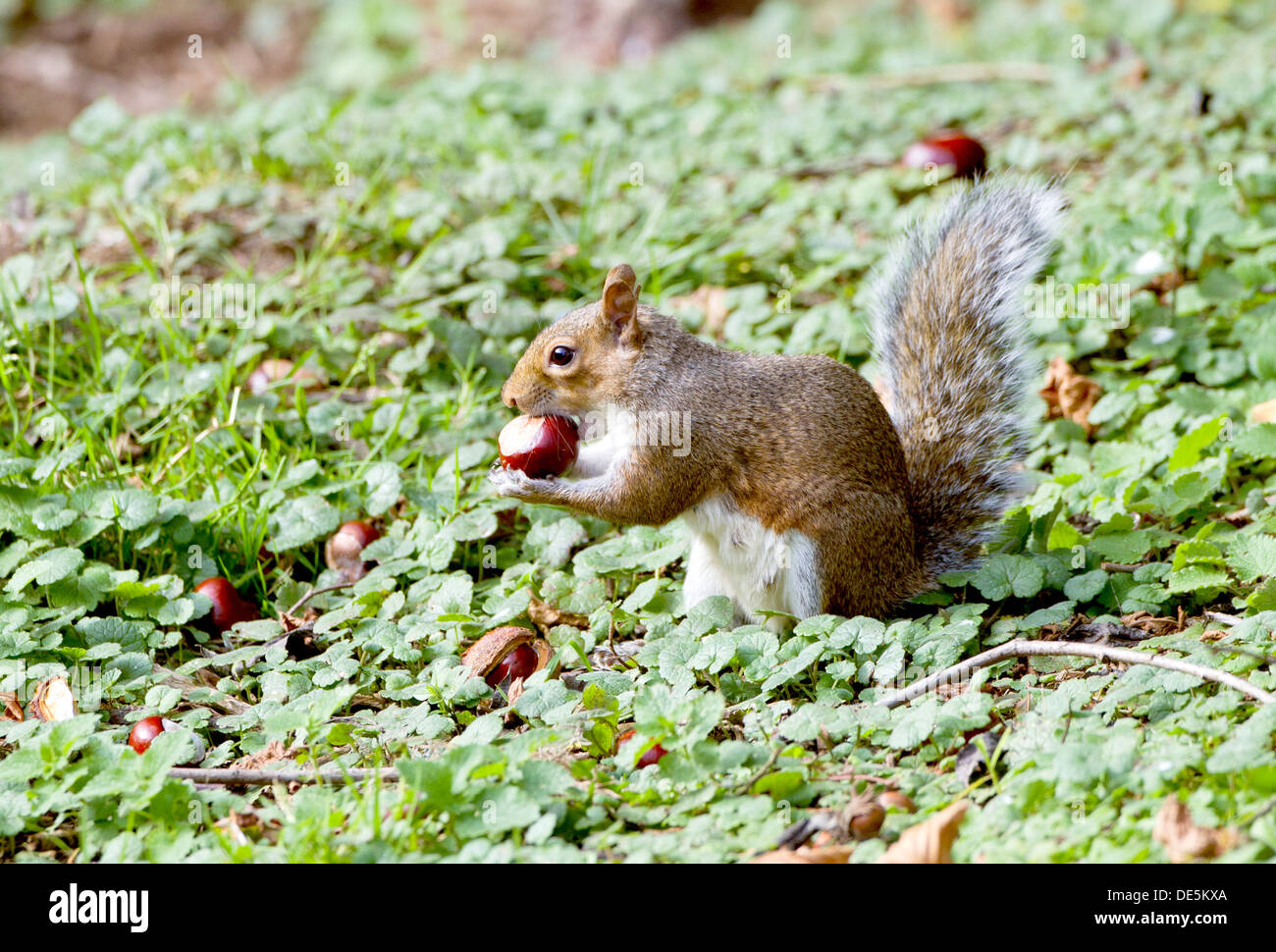 Grey squirrel eating plum hi-res stock photography and images - Alamy