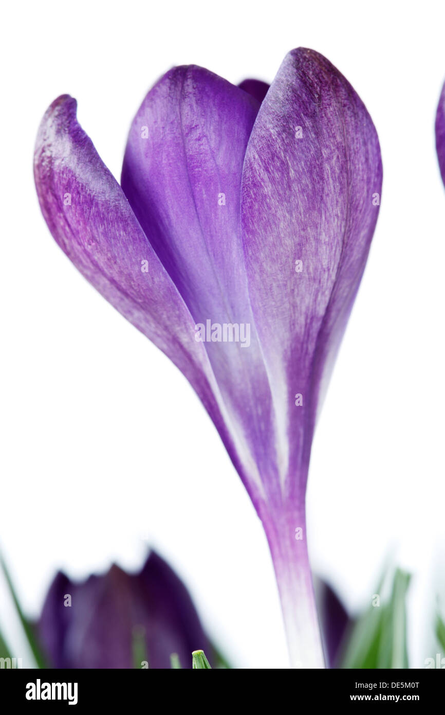 Closeup purple giant crocuses hi-res stock photography and images - Alamy