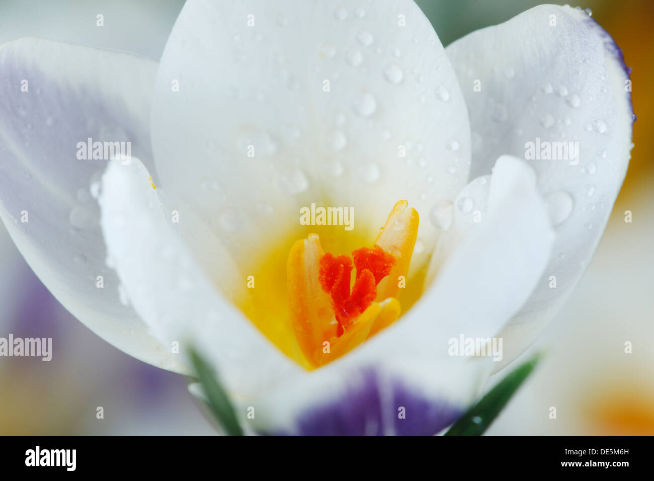 Crocus 'Blue Bird' March Stock Photo - Alamy
