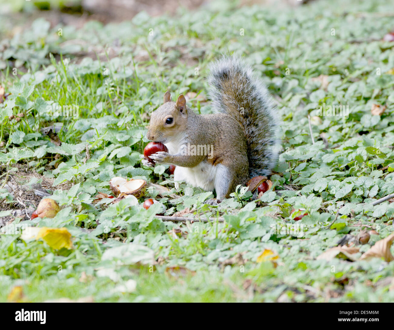 Grey Squirrel Sciurius carolinensis collecting and eating chestnuts in ...