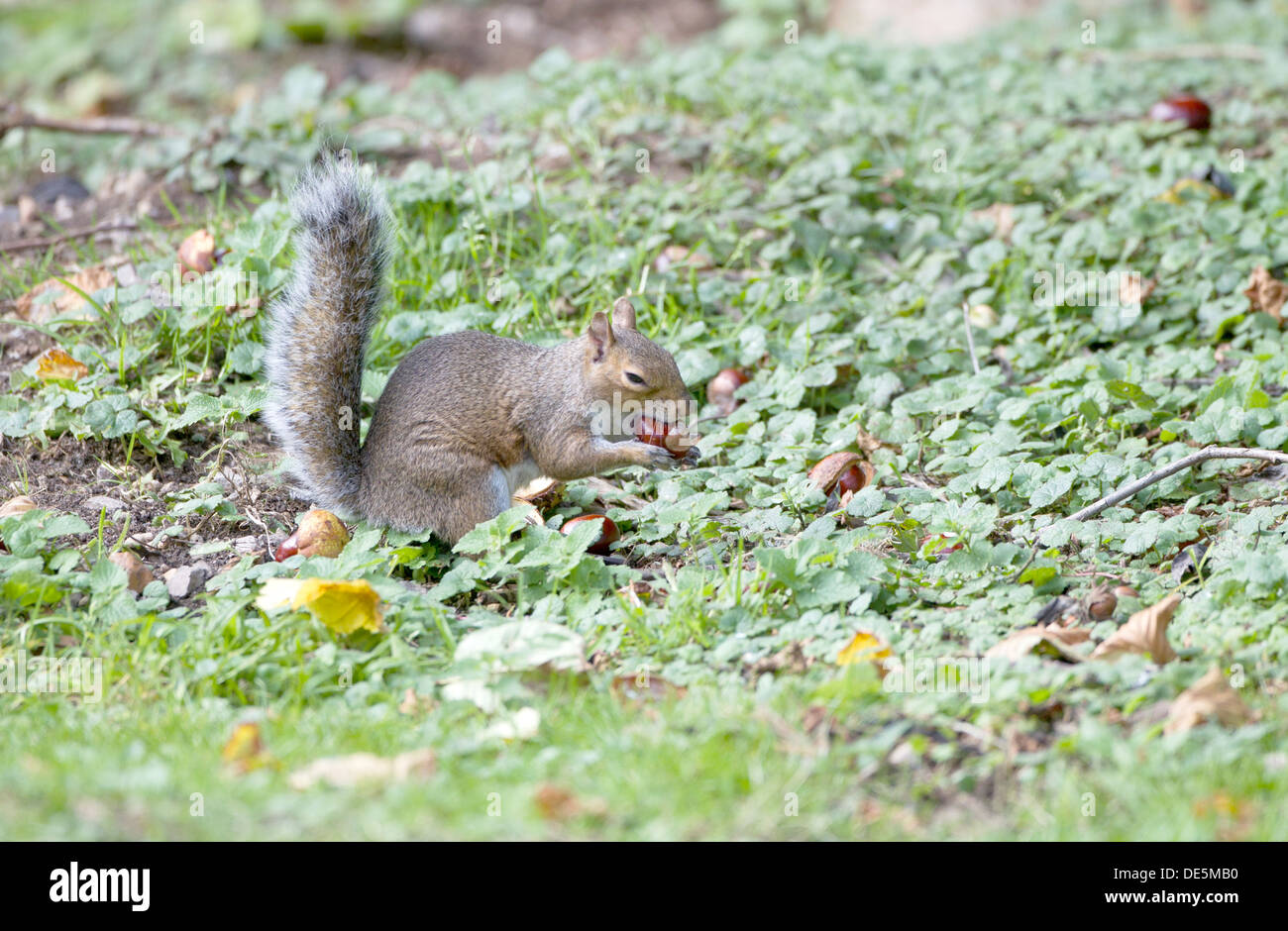 Grey Squirrel Sciurius carolinensis collecting and eating chestnuts in ...