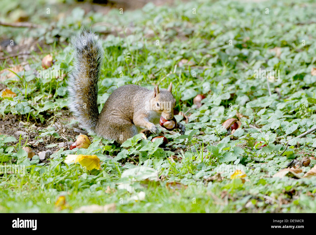 Rat eating peanuts hi-res stock photography and images - Alamy