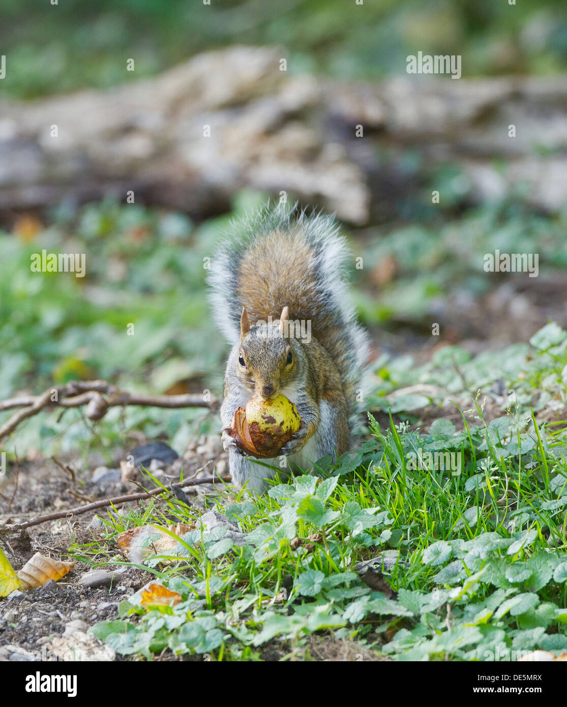 Grey Squirrel Sciurius carolinensis collecting and eating chestnuts in ...