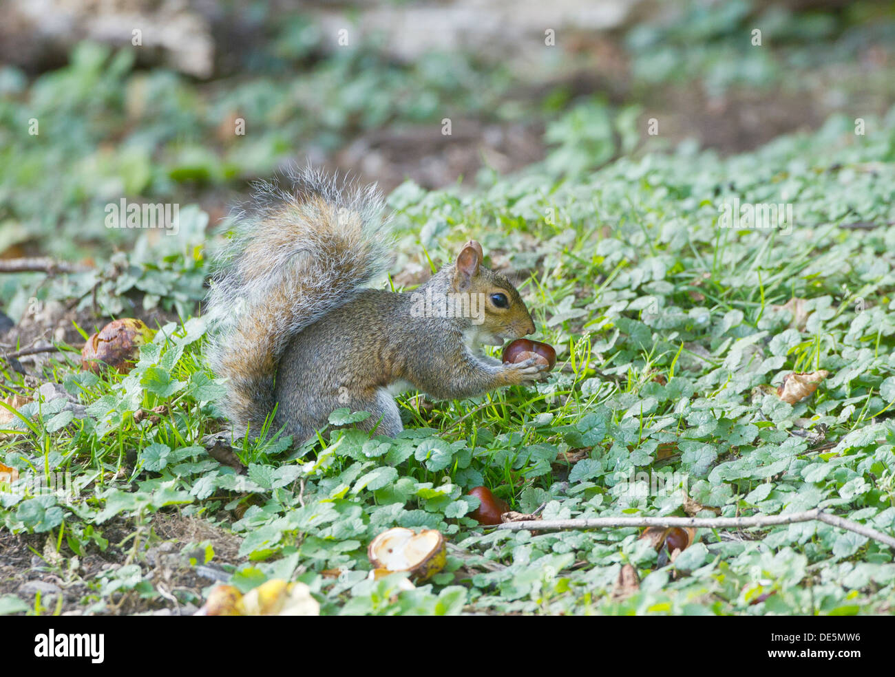 Grey Squirrel Sciurius carolinensis collecting and eating chestnuts in ...
