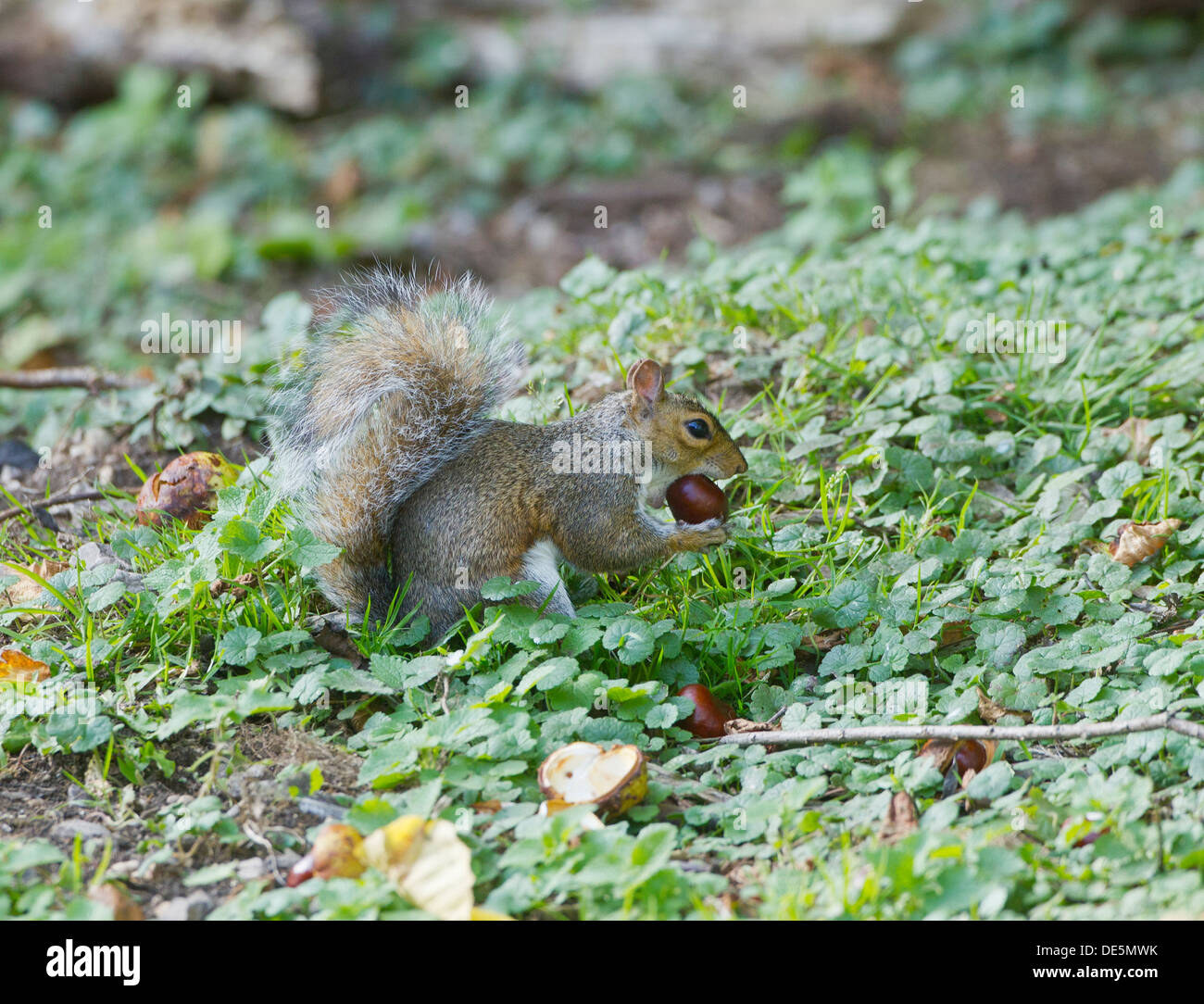 Grey Squirrel Sciurius carolinensis collecting and eating chestnuts in ...