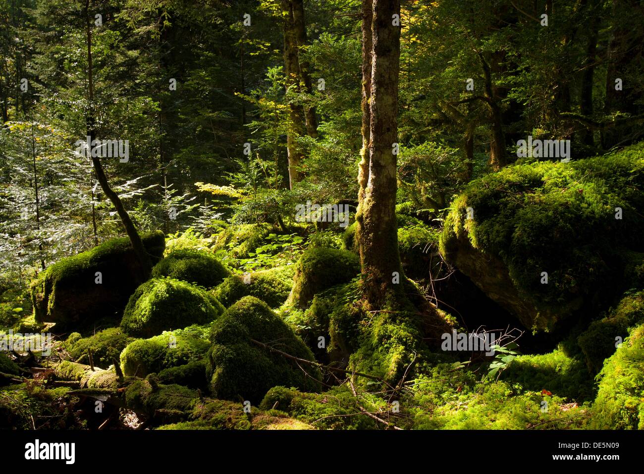 Beech And Pine Stock Photos & Beech And Pine Stock Images - Alamy
