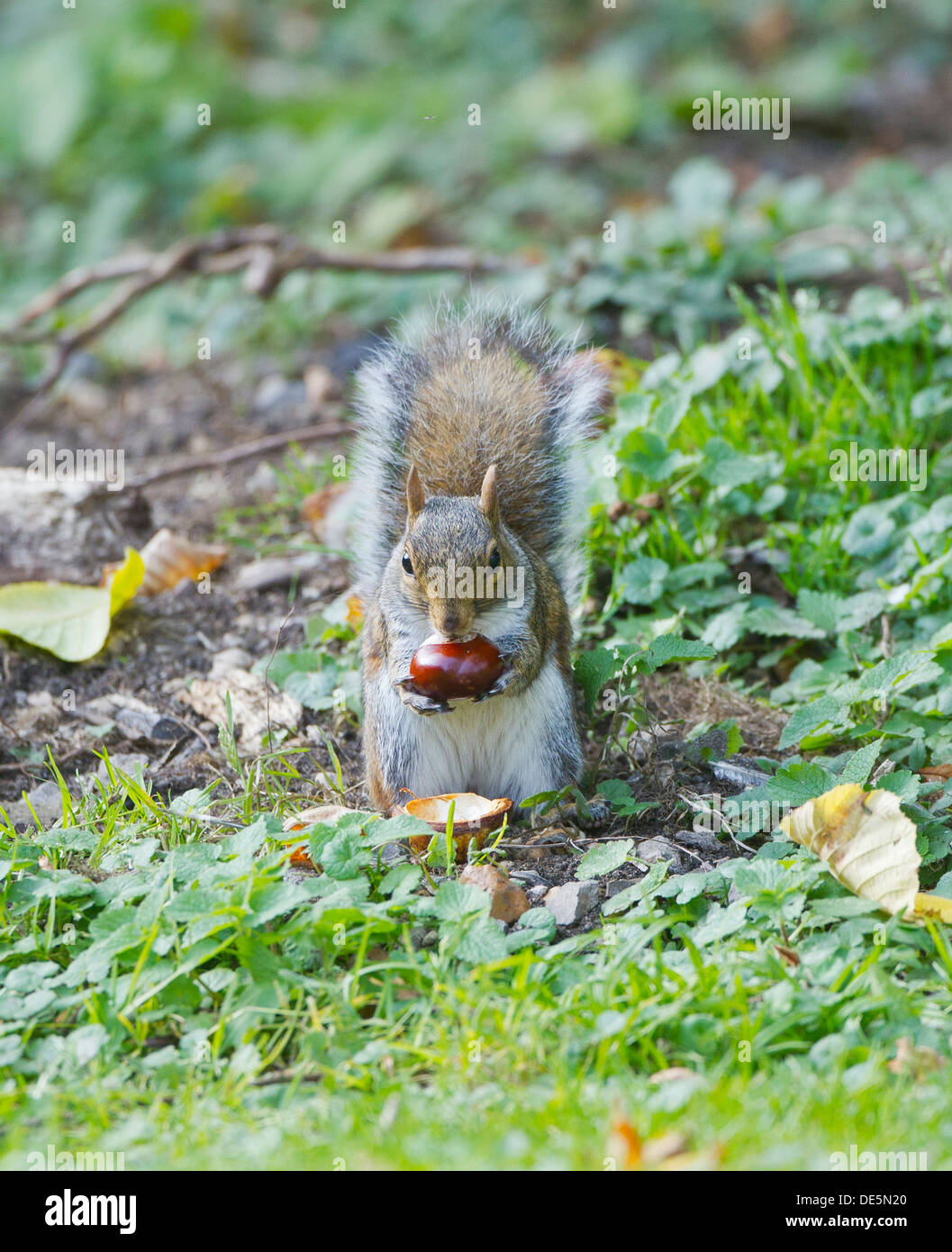 Rat eating peanuts hi-res stock photography and images - Alamy