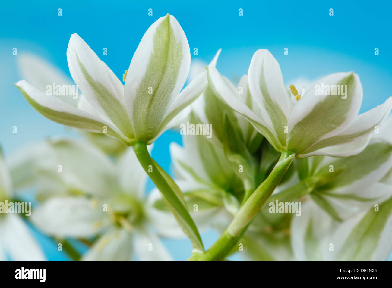 Ornithogalum oligophyllum Star of Bethlehem Underside of flowers March ...