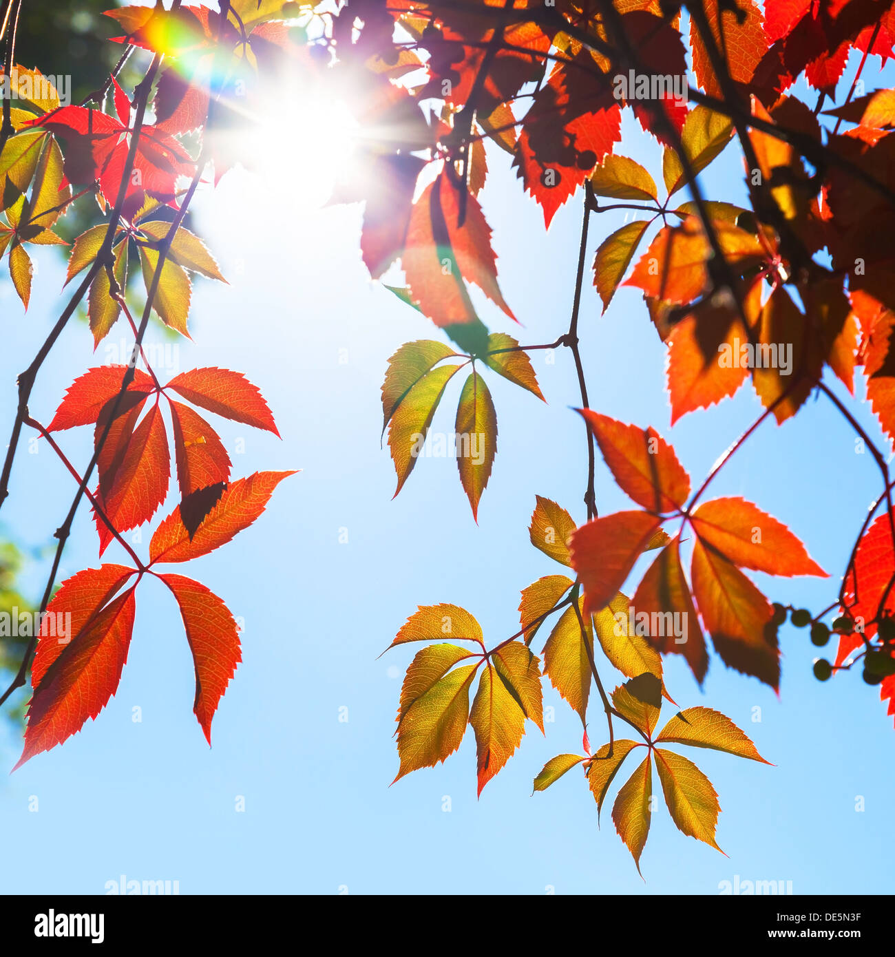 Colorful red and yellow autumn leaves in the sunshine with lens flare ...