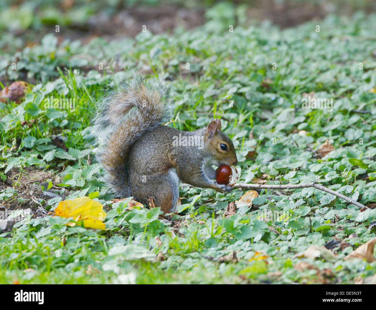 Rat eating peanuts hi-res stock photography and images - Alamy