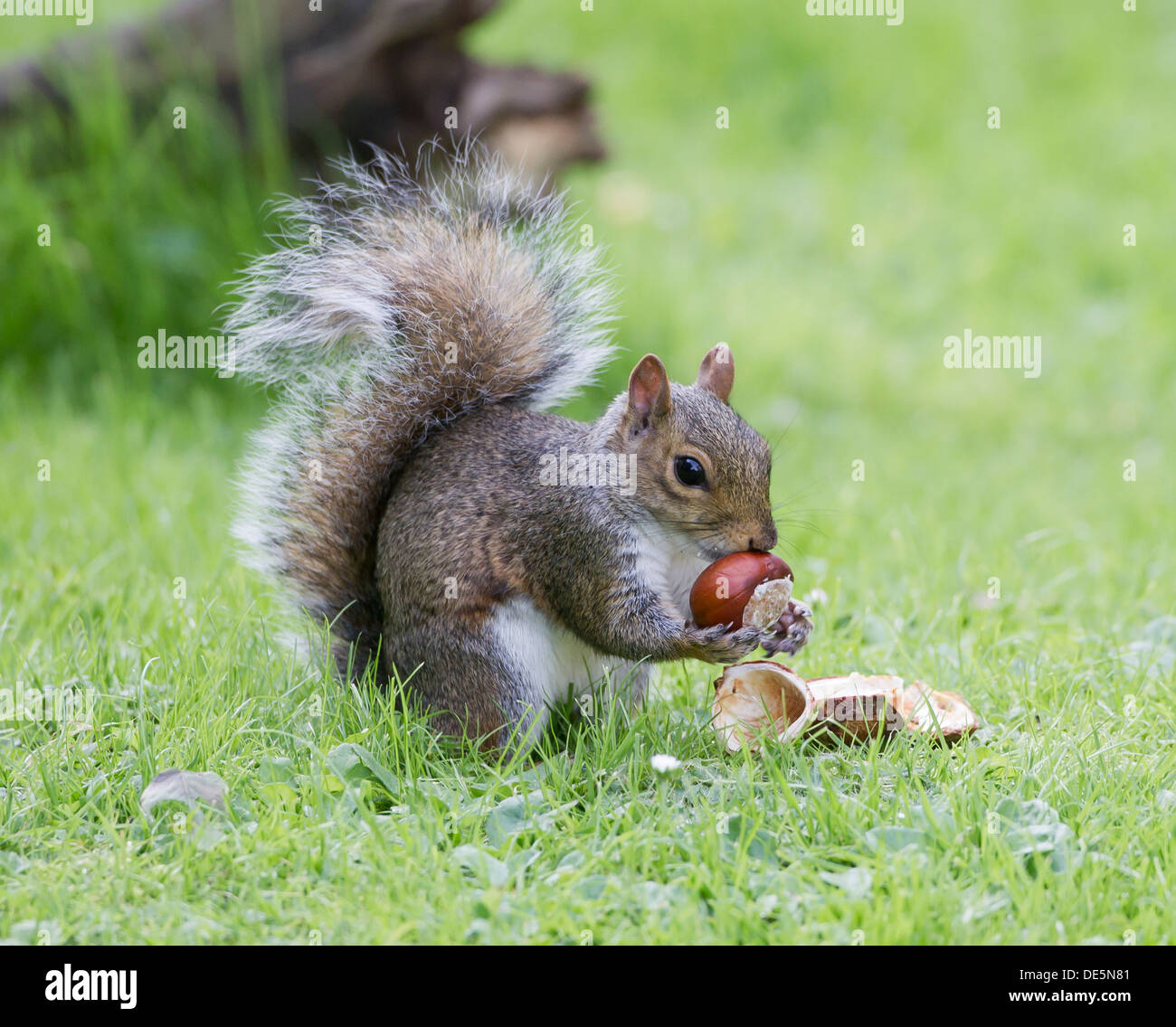Rat eating peanuts hi-res stock photography and images - Alamy