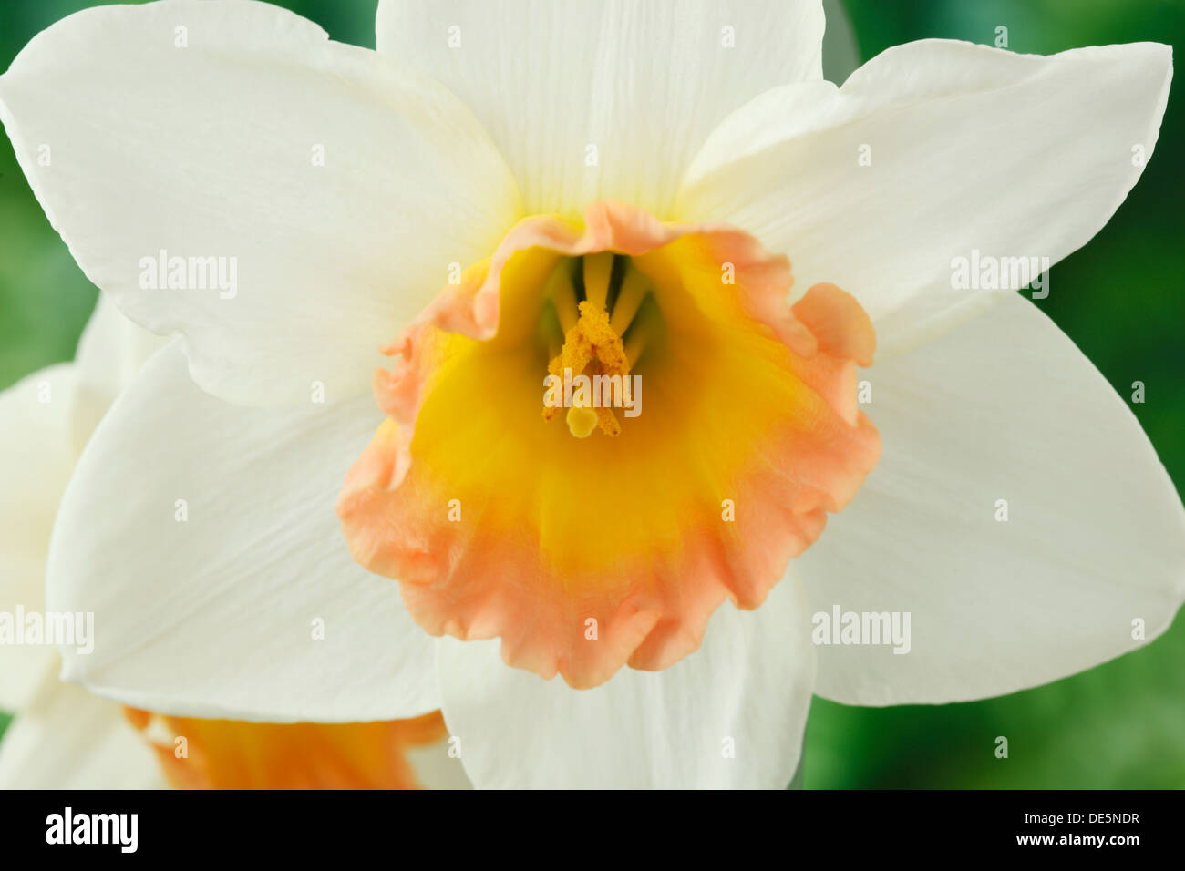 Narcissus 'Salome' AGM Daffodil Div 2 Large-cupped March Stock Photo ...