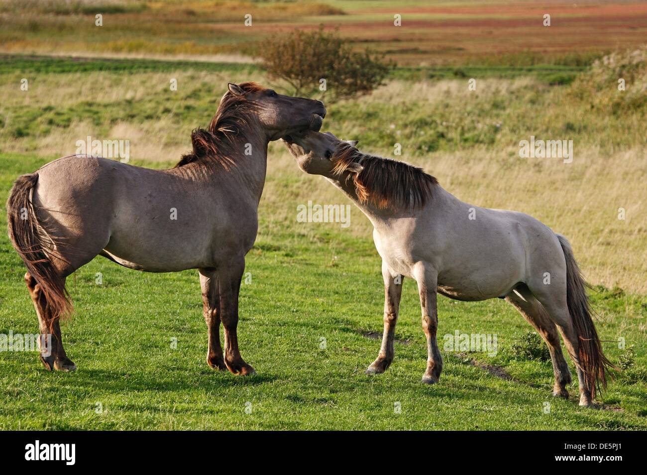 Pferde equidae hi-res stock photography and images - Alamy