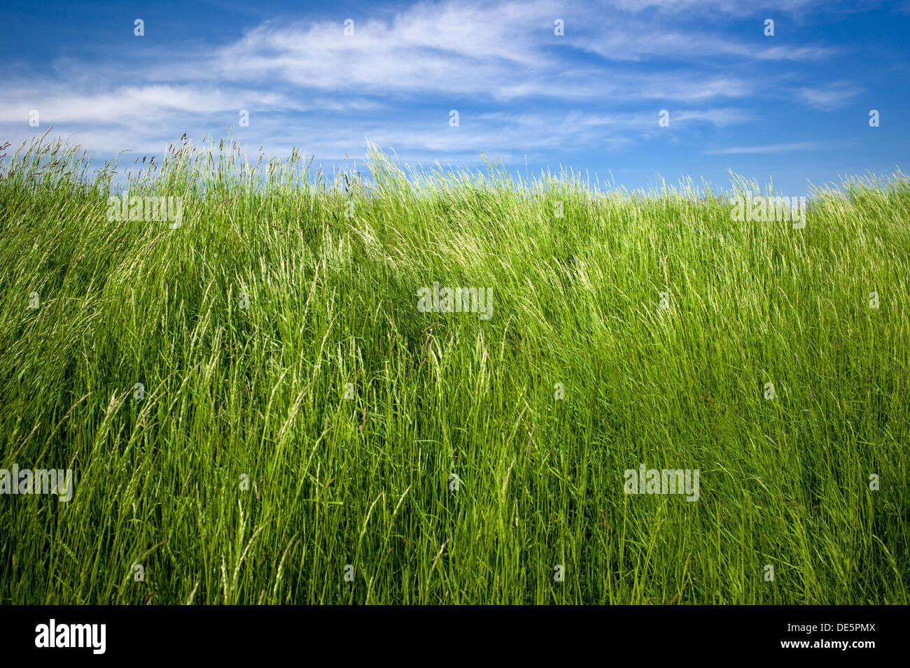 Grass embankment hi-res stock photography and images - Alamy