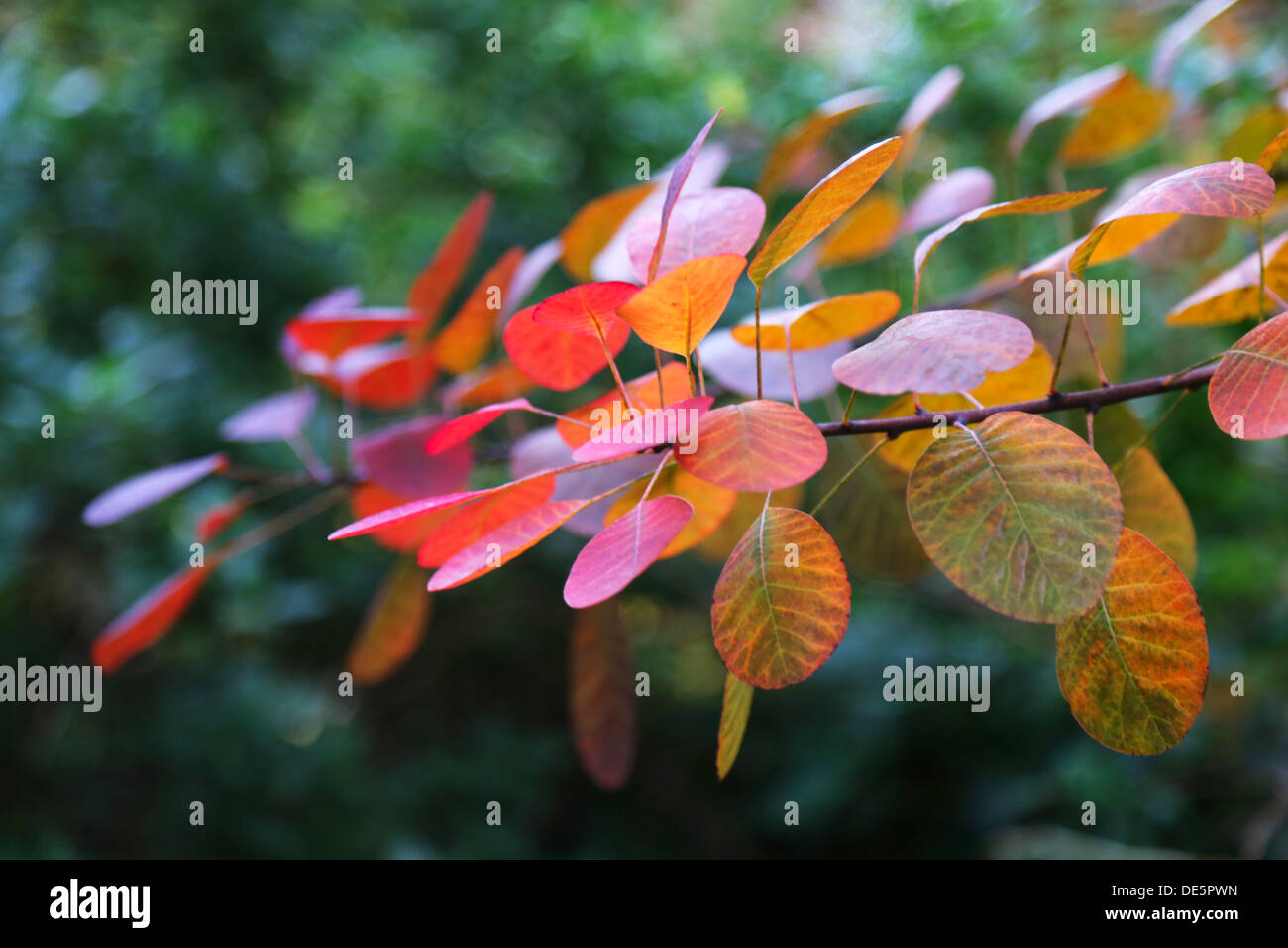 Tree branch with leaves in autumn season Stock Photo - Alamy