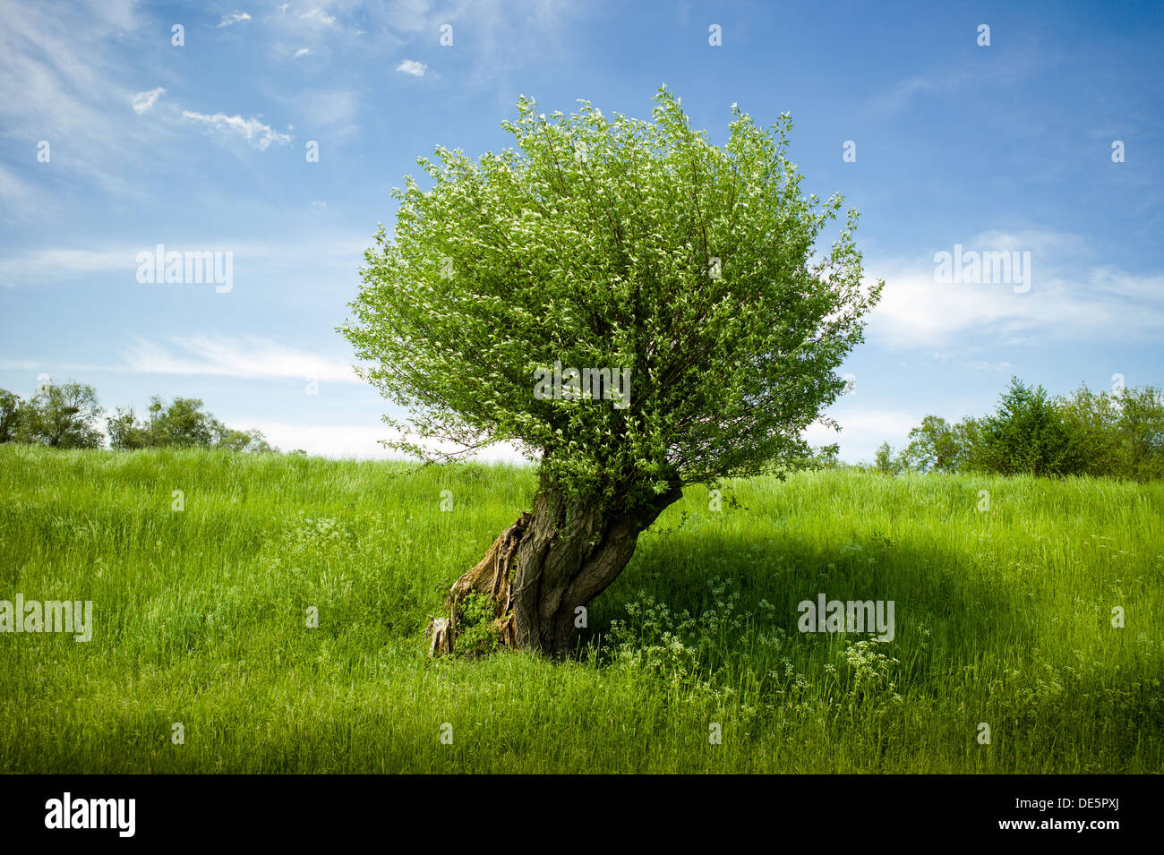 Stolpe, Germany, old pollard willow in the Lower Oder Valley National ...