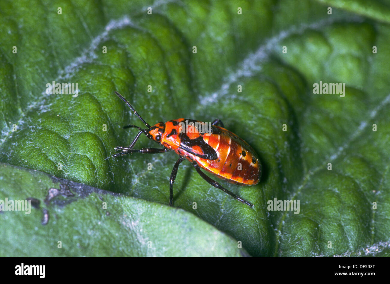 Chinch bug hi-res stock photography and images - Alamy