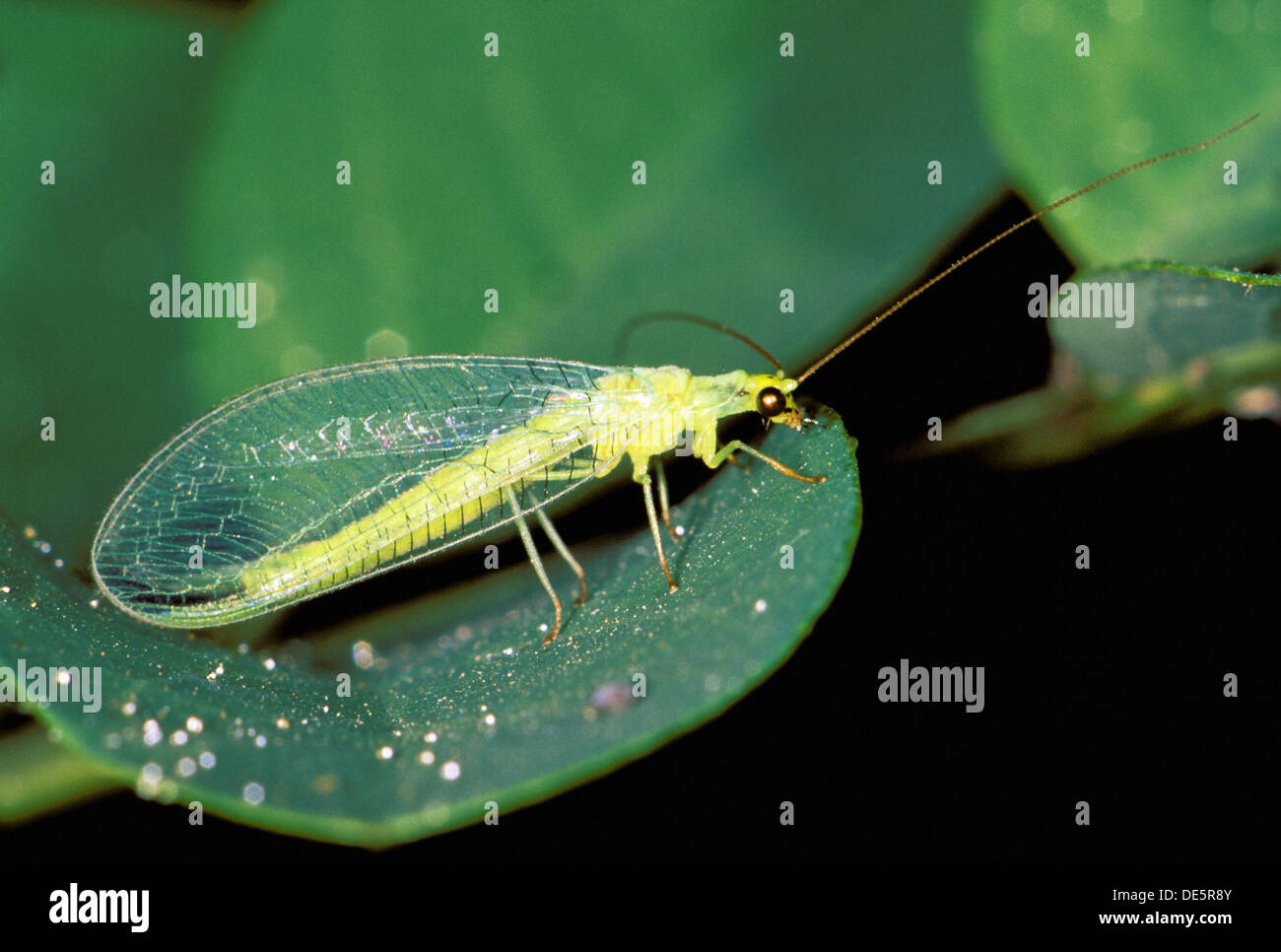 Chrysopa carnea hi-res stock photography and images - Alamy