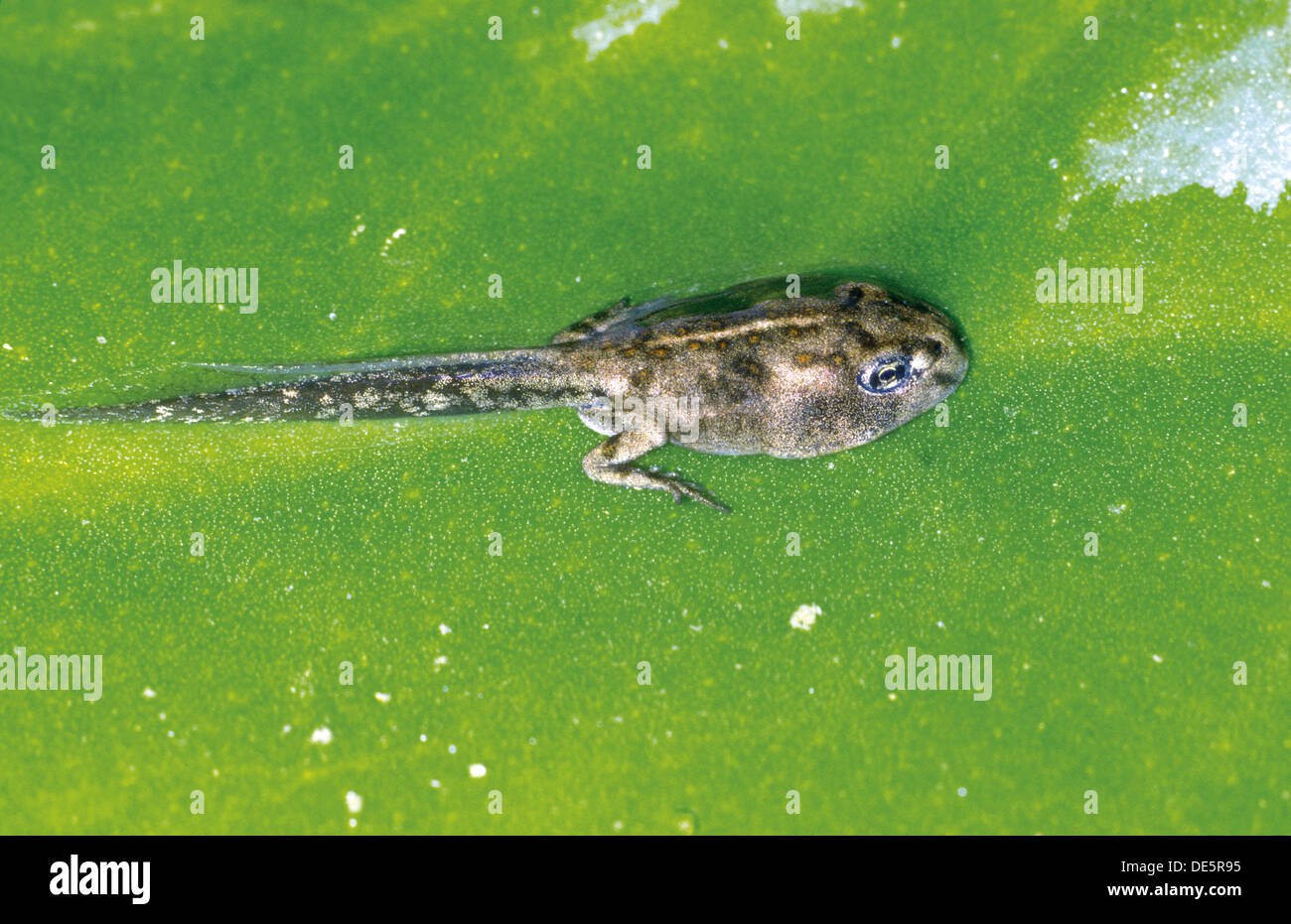 Natterjack toad tadpole hi-res stock photography and images - Alamy
