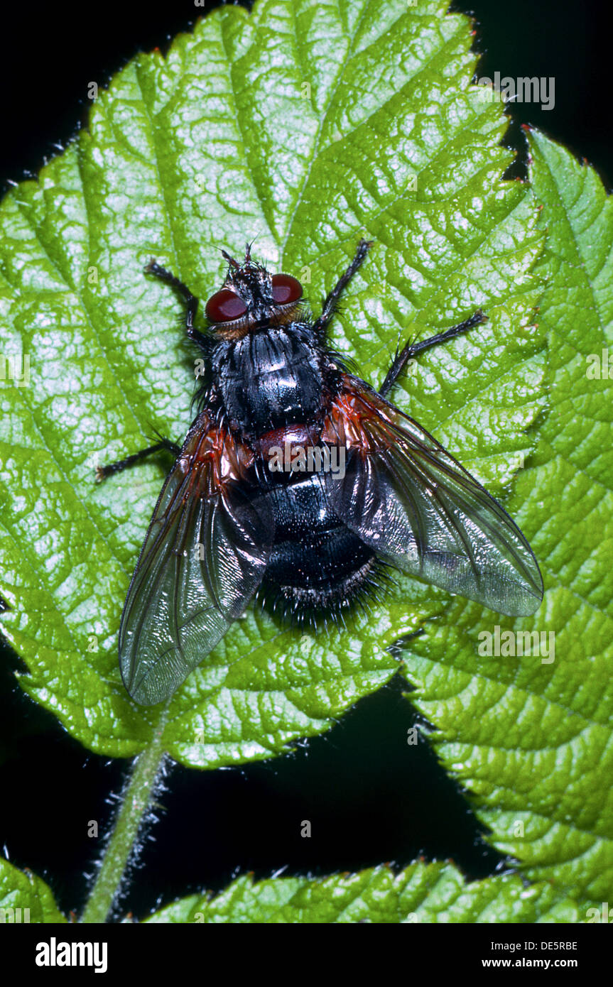 Tachinidae hi-res stock photography and images - Alamy
