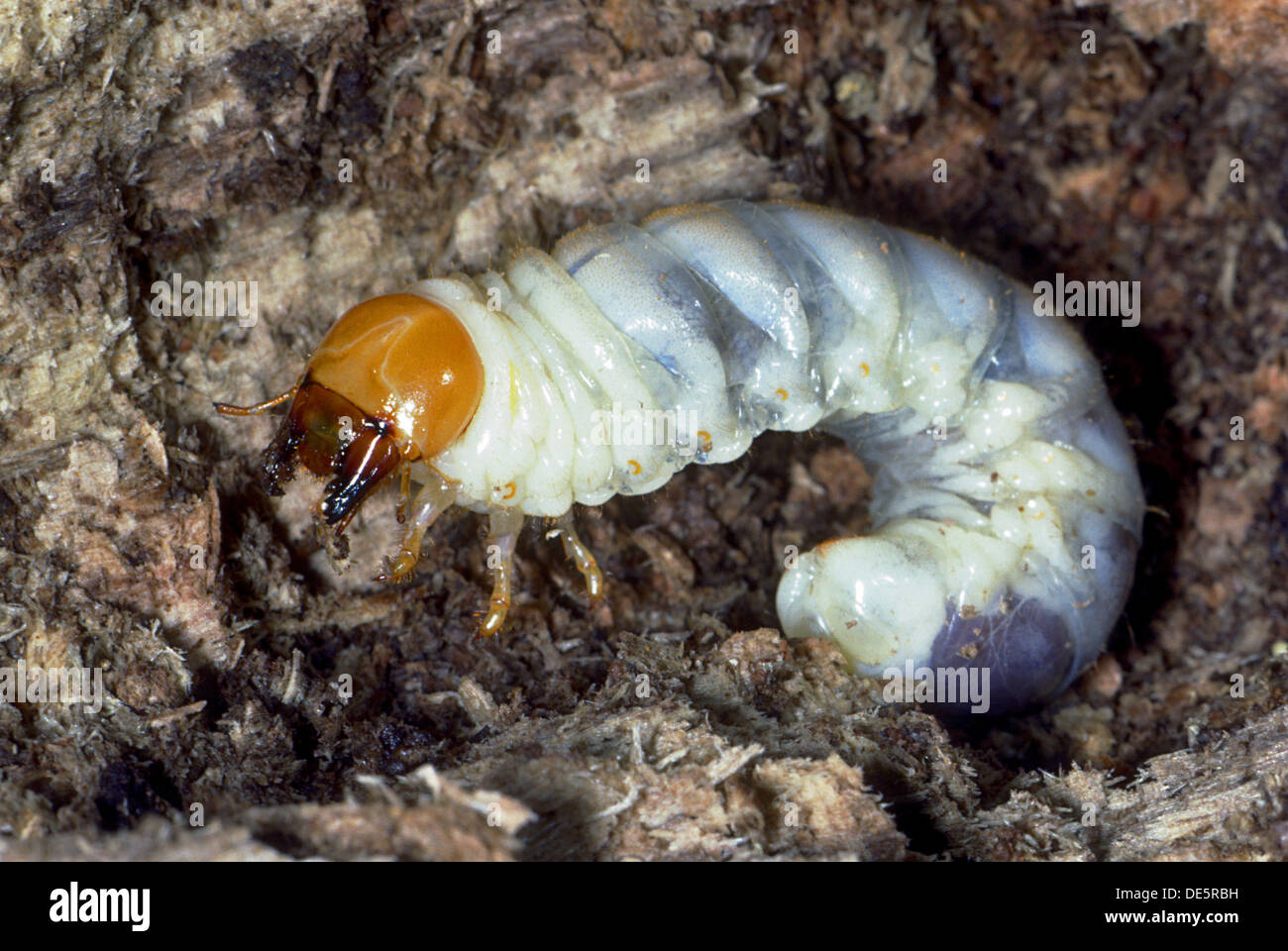 Scarab Beetle, Family Scarabaeidae. Larva on timber Stock Photo ...