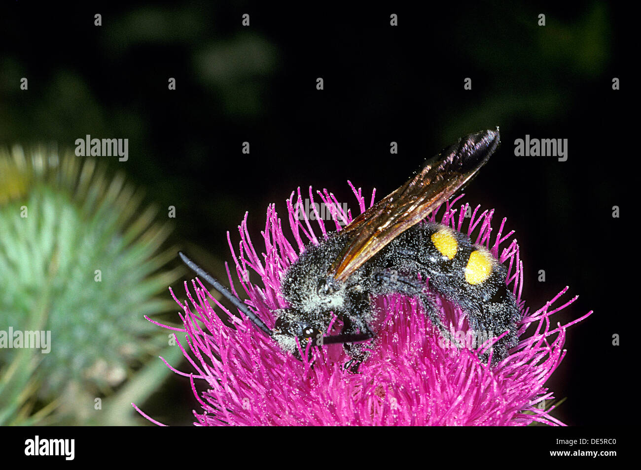 Scolia flavifrons hi-res stock photography and images - Alamy