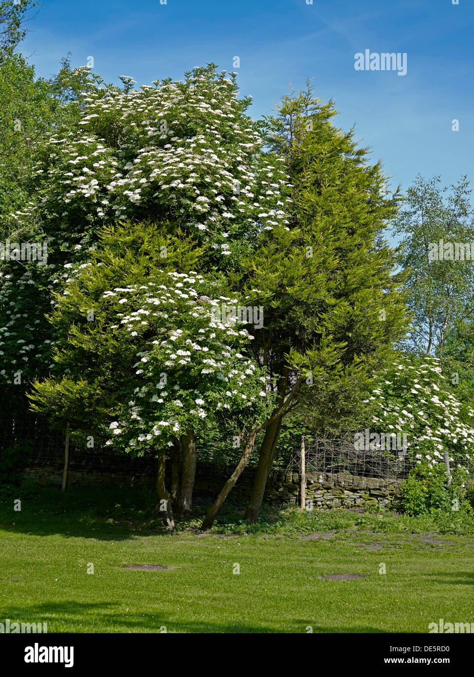 Elder tree uk hi-res stock photography and images - Alamy