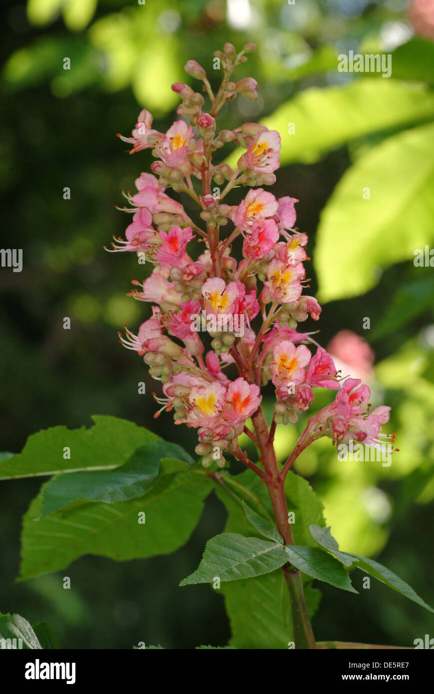 Red buckeye, Aesculus pavia Stock Photo - Alamy