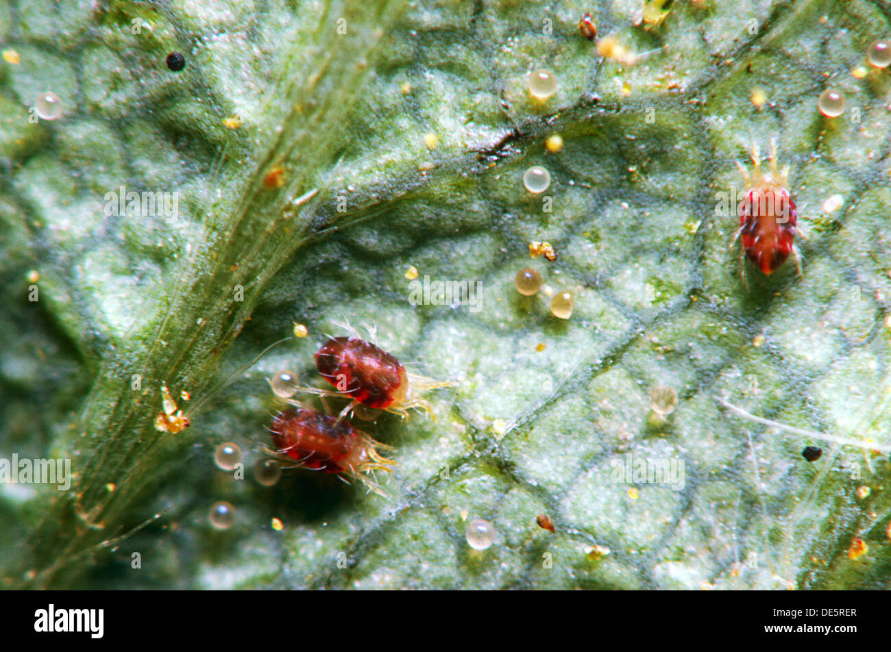 Tetranychus ulmi hi-res stock photography and images - Alamy