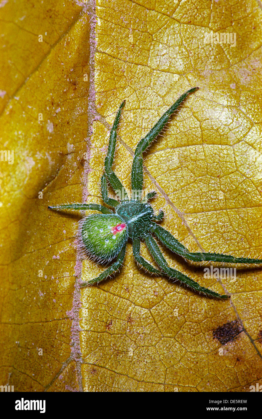 Heriaeus hirtus hi-res stock photography and images - Alamy